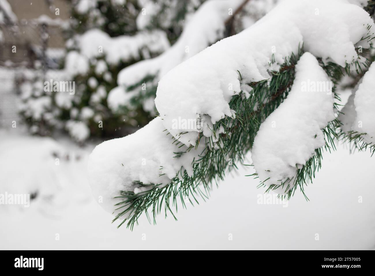 Frosty Spruce Branches. Outdoor frost scene. Snow winter background ...