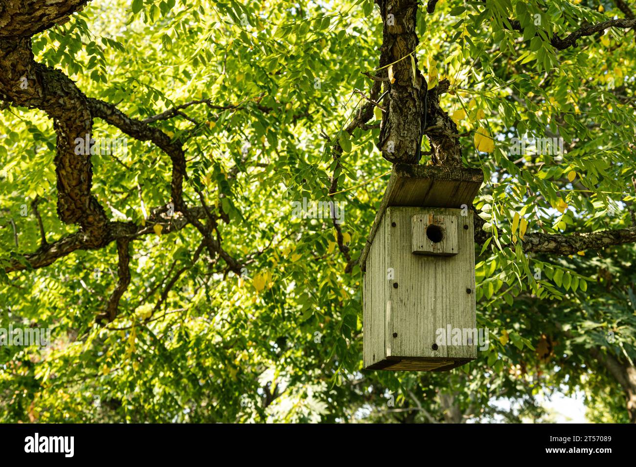 small birdhouse in a tree Stock Photo - Alamy
