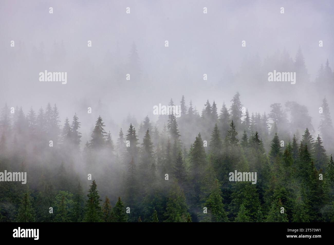 Landscape with fog in mountains and rows of trees Stock Photo - Alamy
