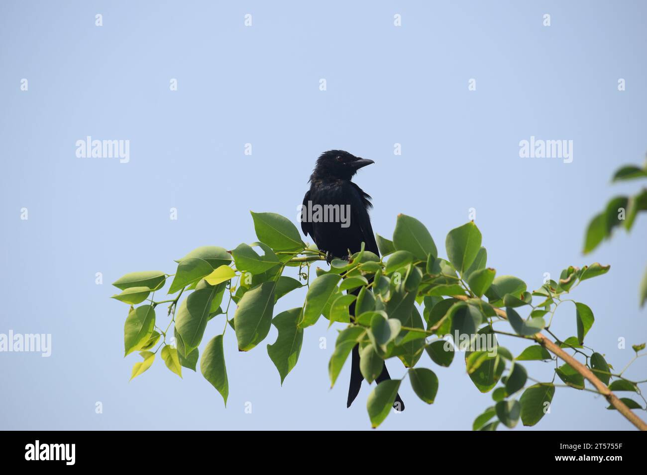 Hair crested drongo bird hi-res stock photography and images - Alamy
