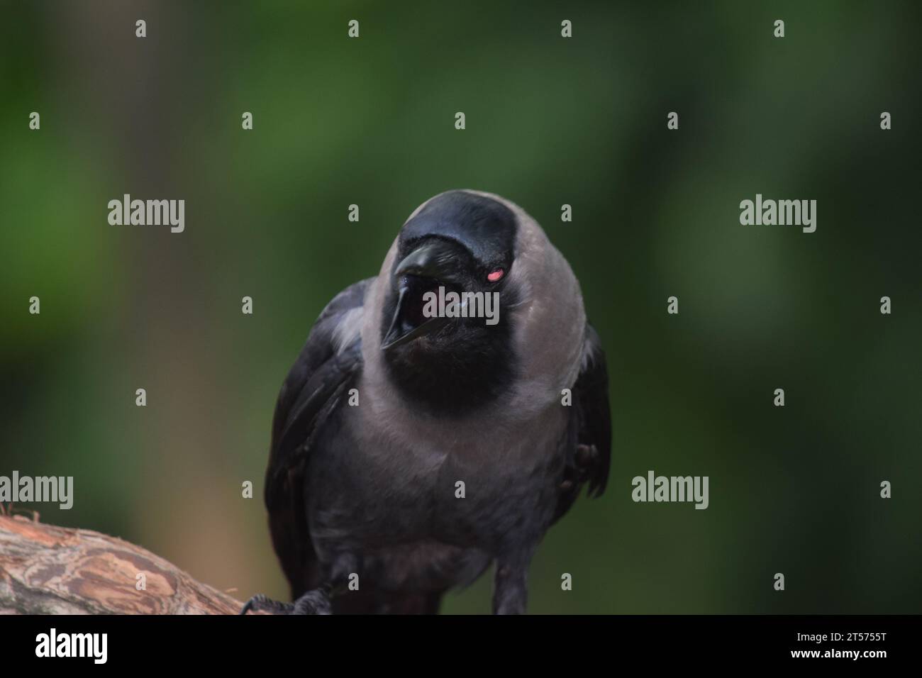 Kawaii crow hi-res stock photography and images - Alamy