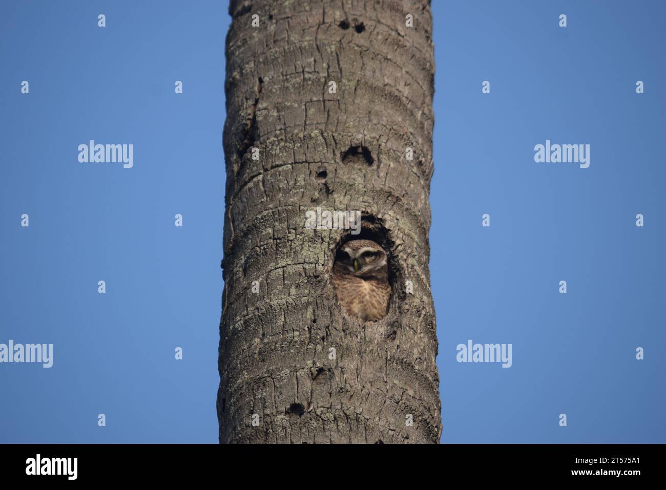 Little owls in a tree are staring into your soul Renwick Badh, Kushtia ...