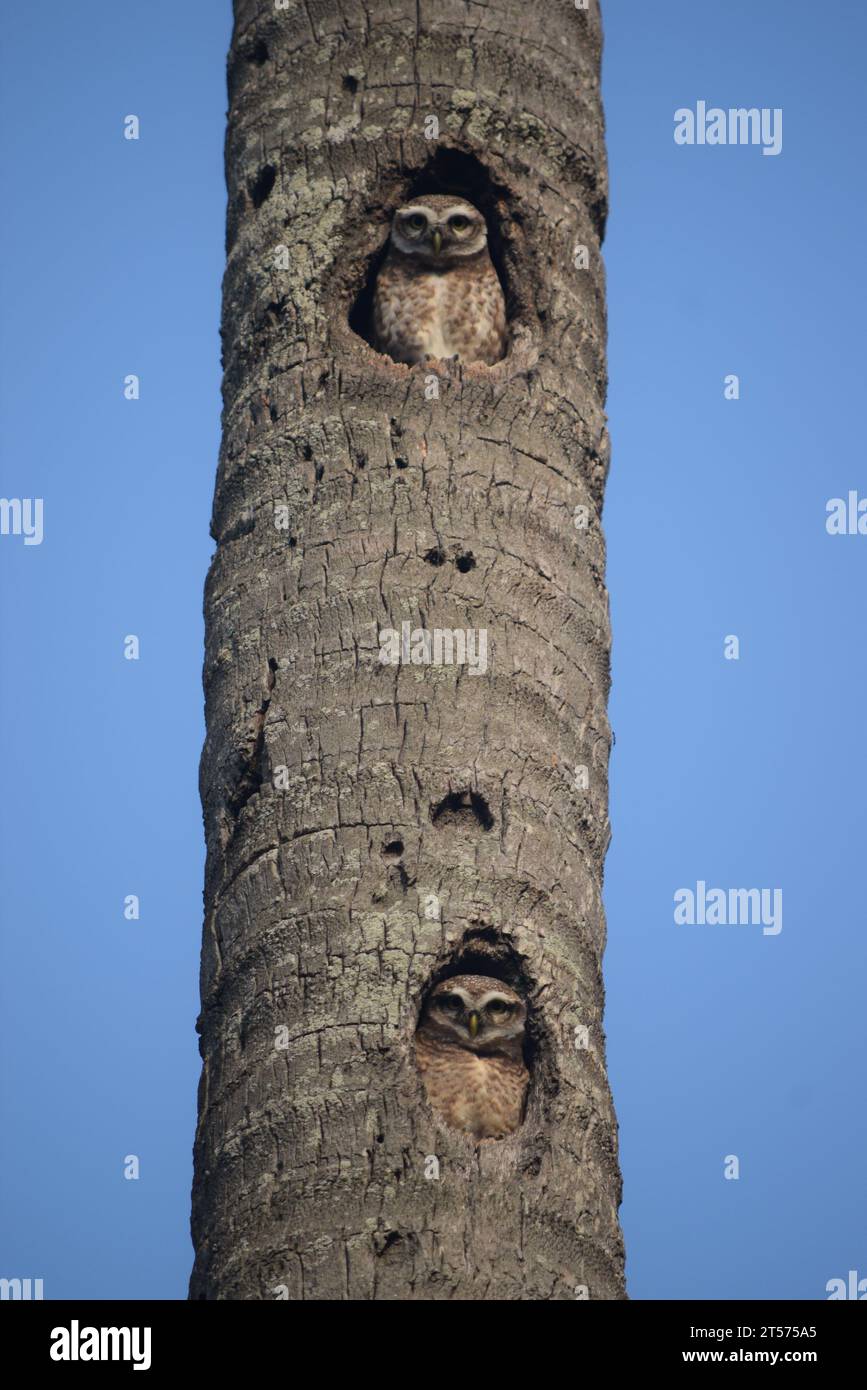 Two little owls in a tree are staring into your soul Renwick Badh ...