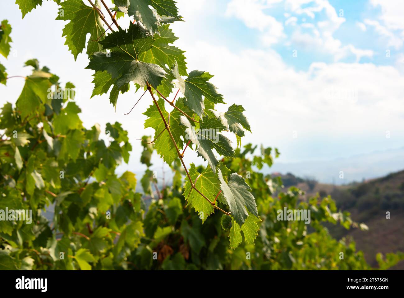 Vine branches hi-res stock photography and images - Alamy