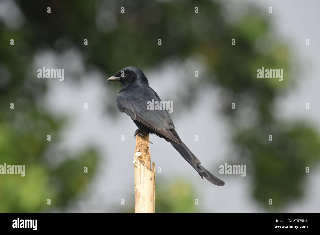 Hair crested drongo bird hi-res stock photography and images - Alamy