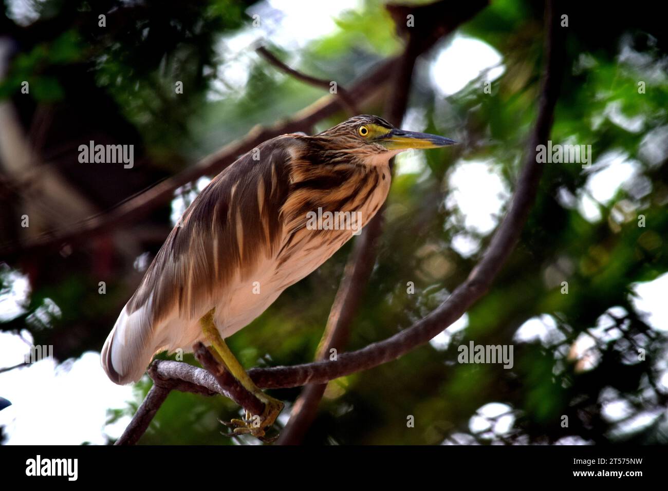 heron bird , bangladesh Stock Photo - Alamy