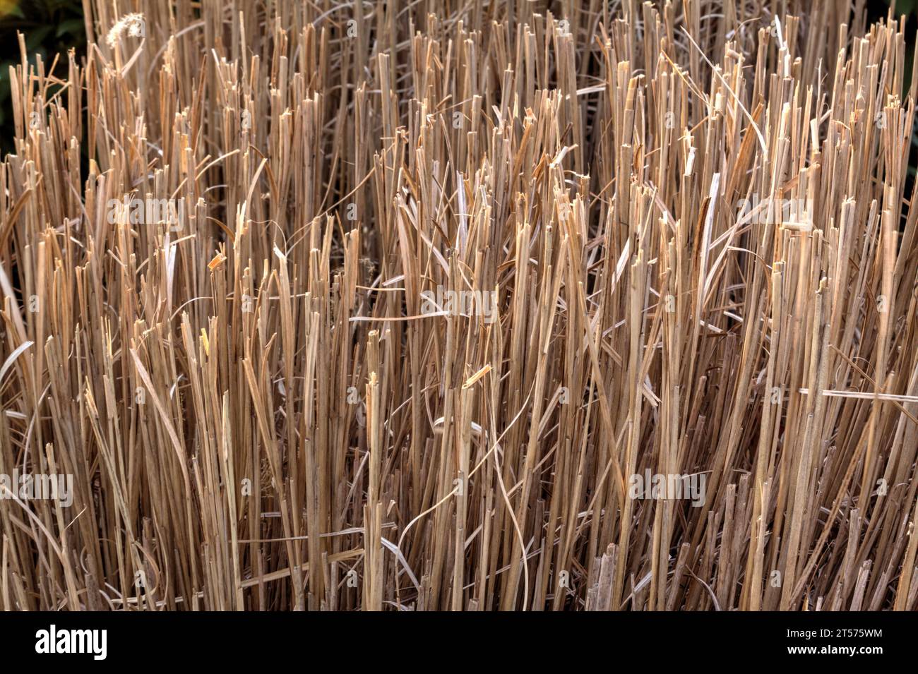 This is dry grass beside a river bank Stock Photo - Alamy