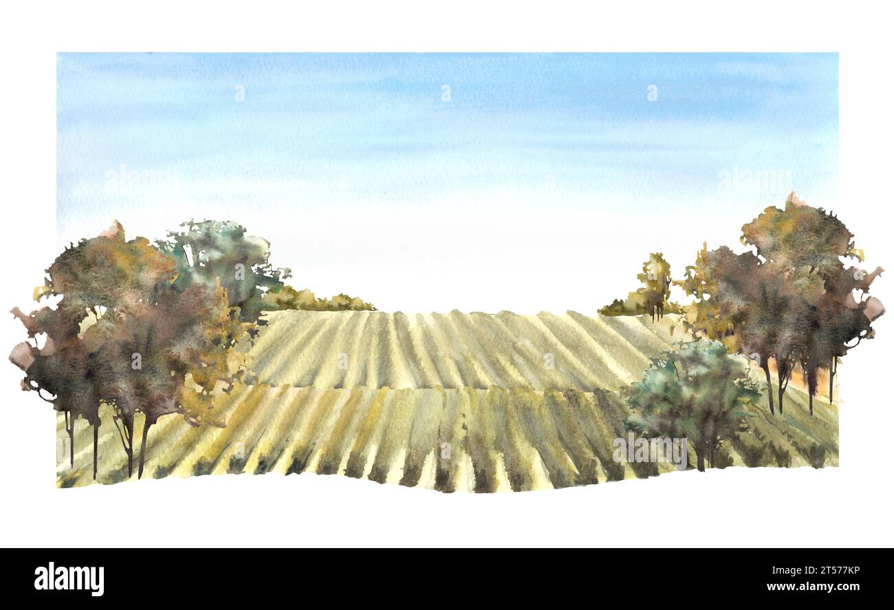 Rural landscape with grape fields, vineyards, bushes, trees, grape ...