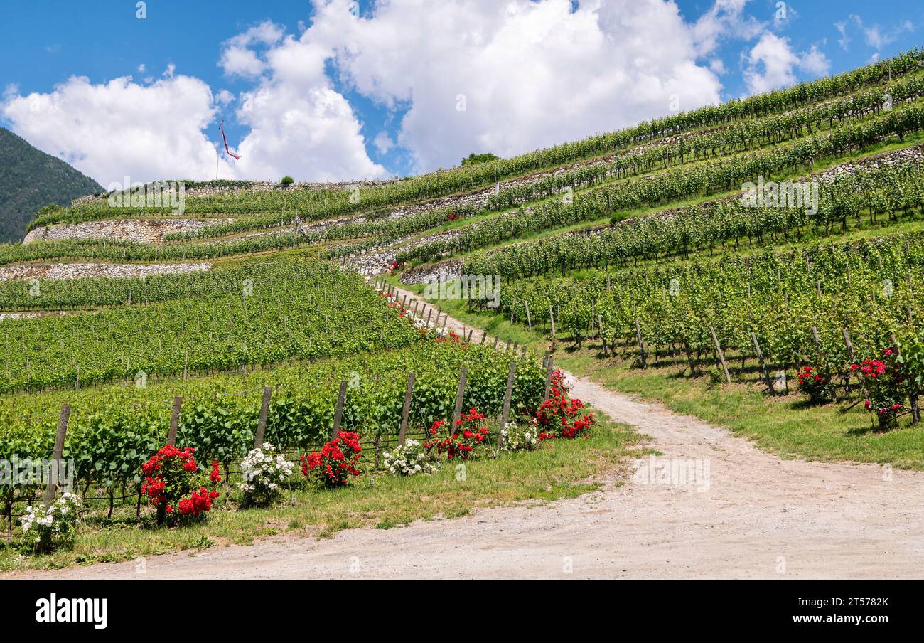 Vineyards of isarco valley hi-res stock photography and images - Alamy