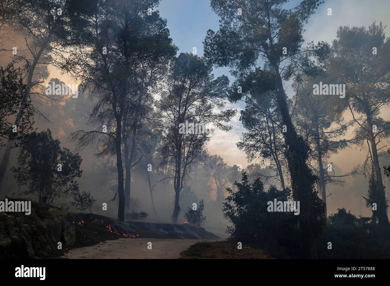 An area affected by fire on November 3, 2023, in Ador, Valencia ...