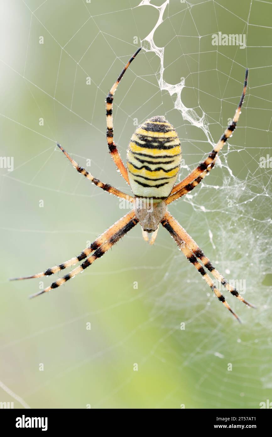 Wasp Spider (Argiope bruennichi), female, North Rhine-Westphalia ...