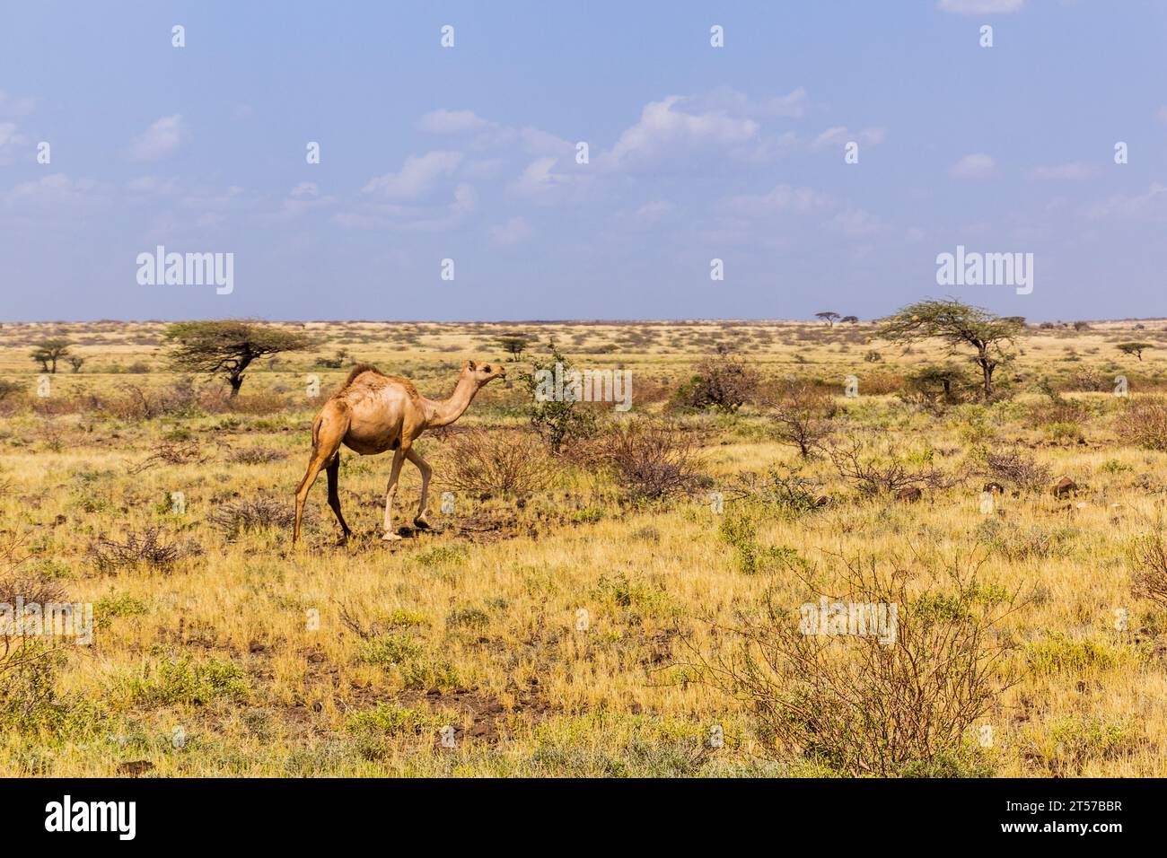 Marsabit national park hi-res stock photography and images - Alamy