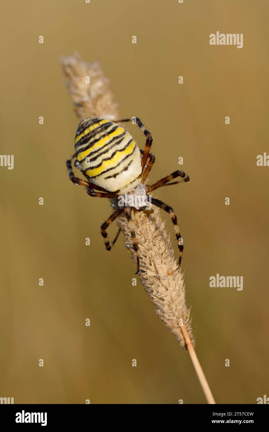 Wasp Spider (Argiope bruennichi), female, North Rhine-Westphalia ...