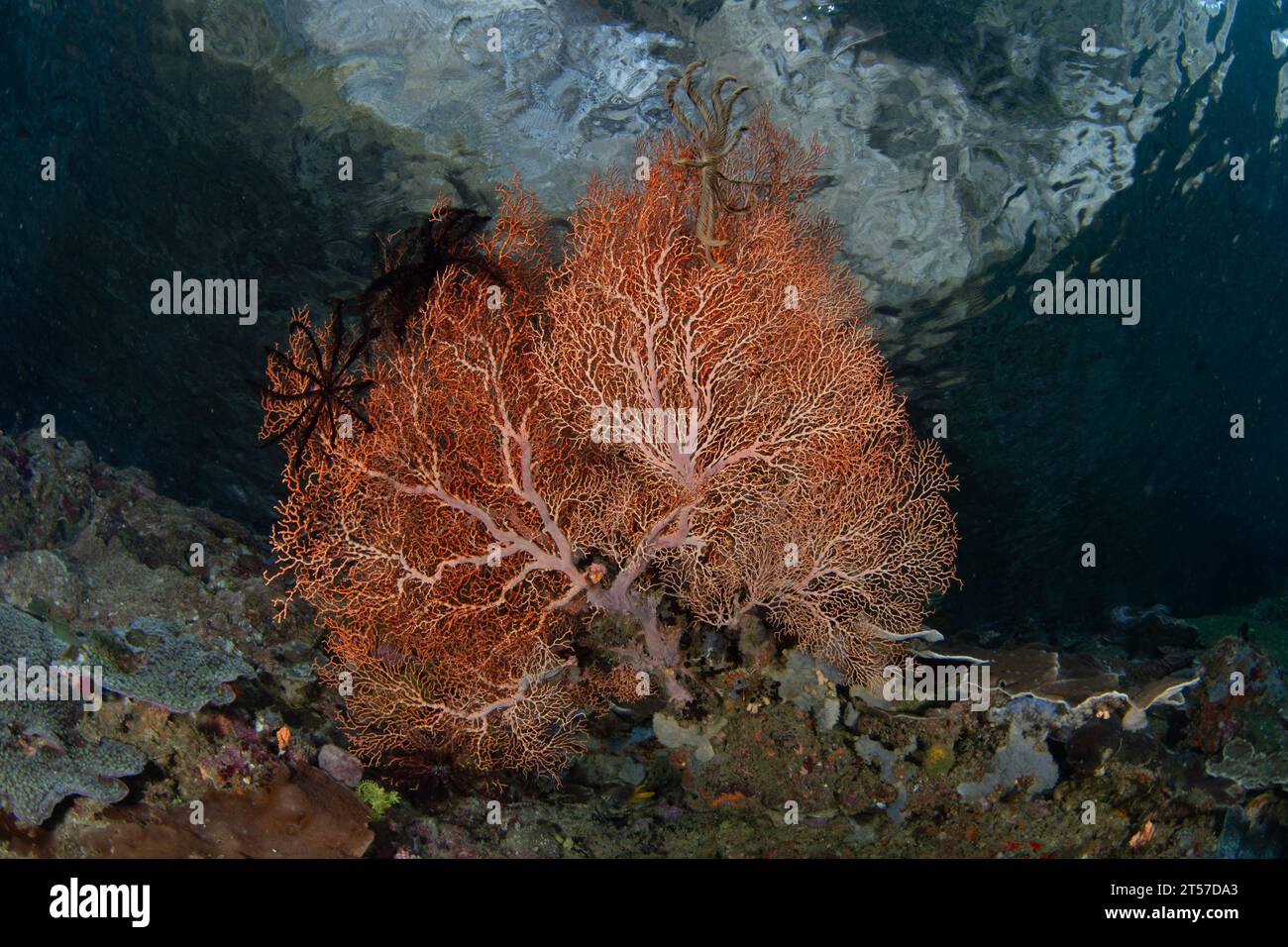 Large gorgonian grows in shallow hi-res stock photography and images ...