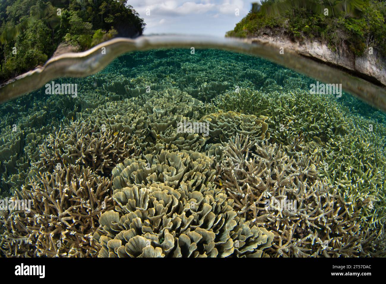 Foliose coral hi-res stock photography and images - Alamy