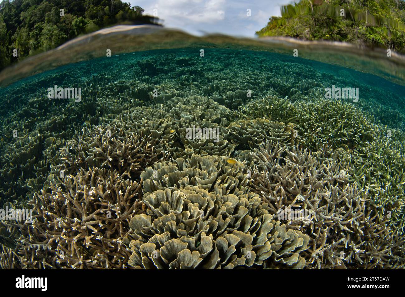 Foliose coral hi-res stock photography and images - Alamy
