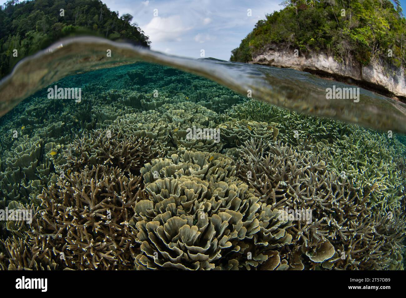 Foliose coral hi-res stock photography and images - Alamy