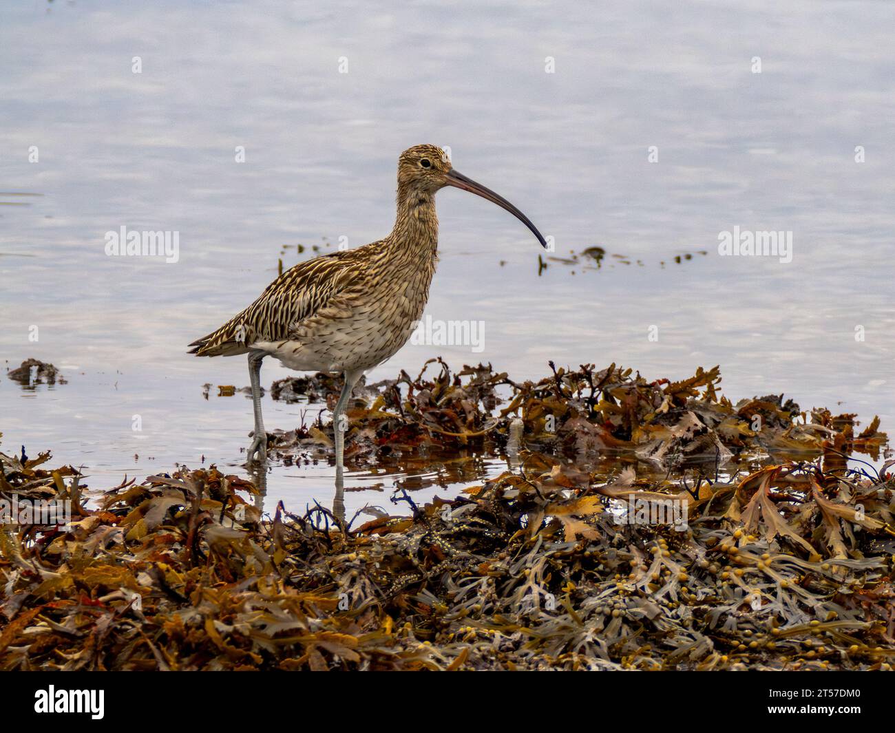 Female European Curlew foraging amongst seaweed and stones on a beach ...