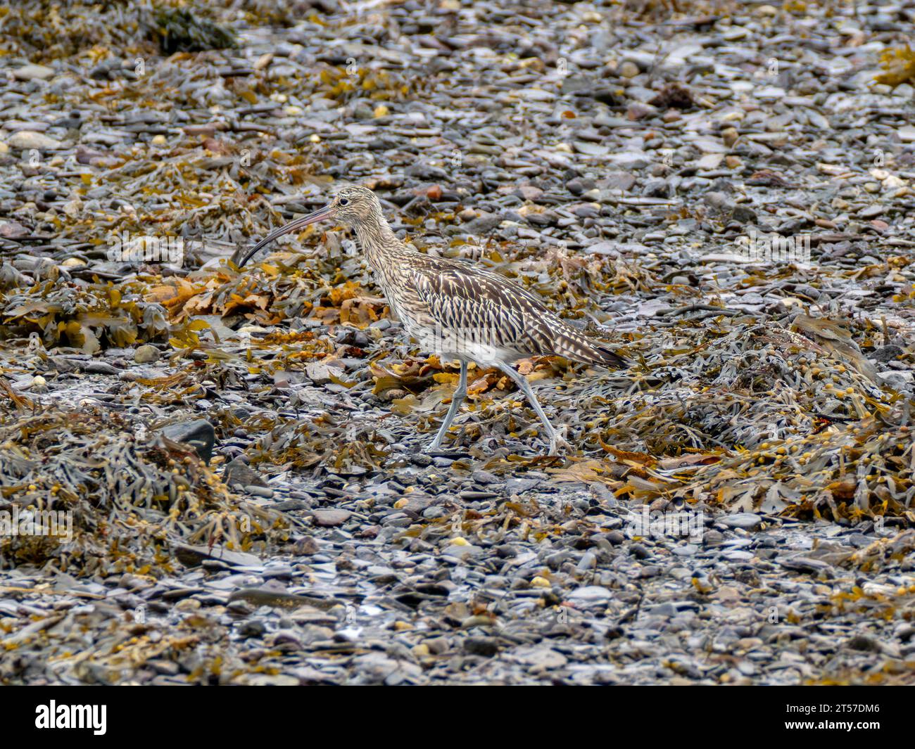 Female European Curlew foraging amongst seaweed and stones on a beach ...