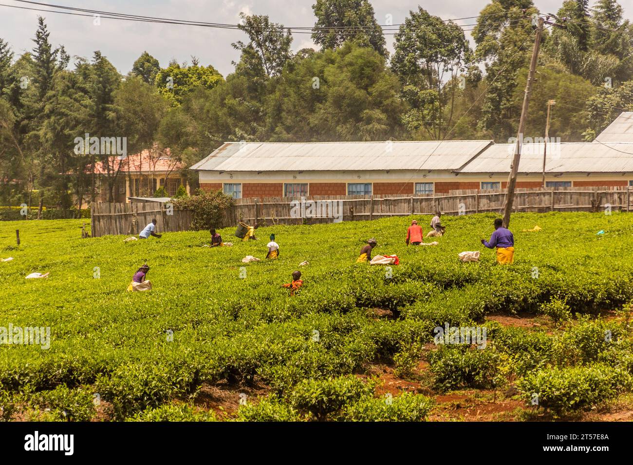 KERICHO, KENYA - FEBRUARY 21, 2020: Tea harvest near Kericho town ...