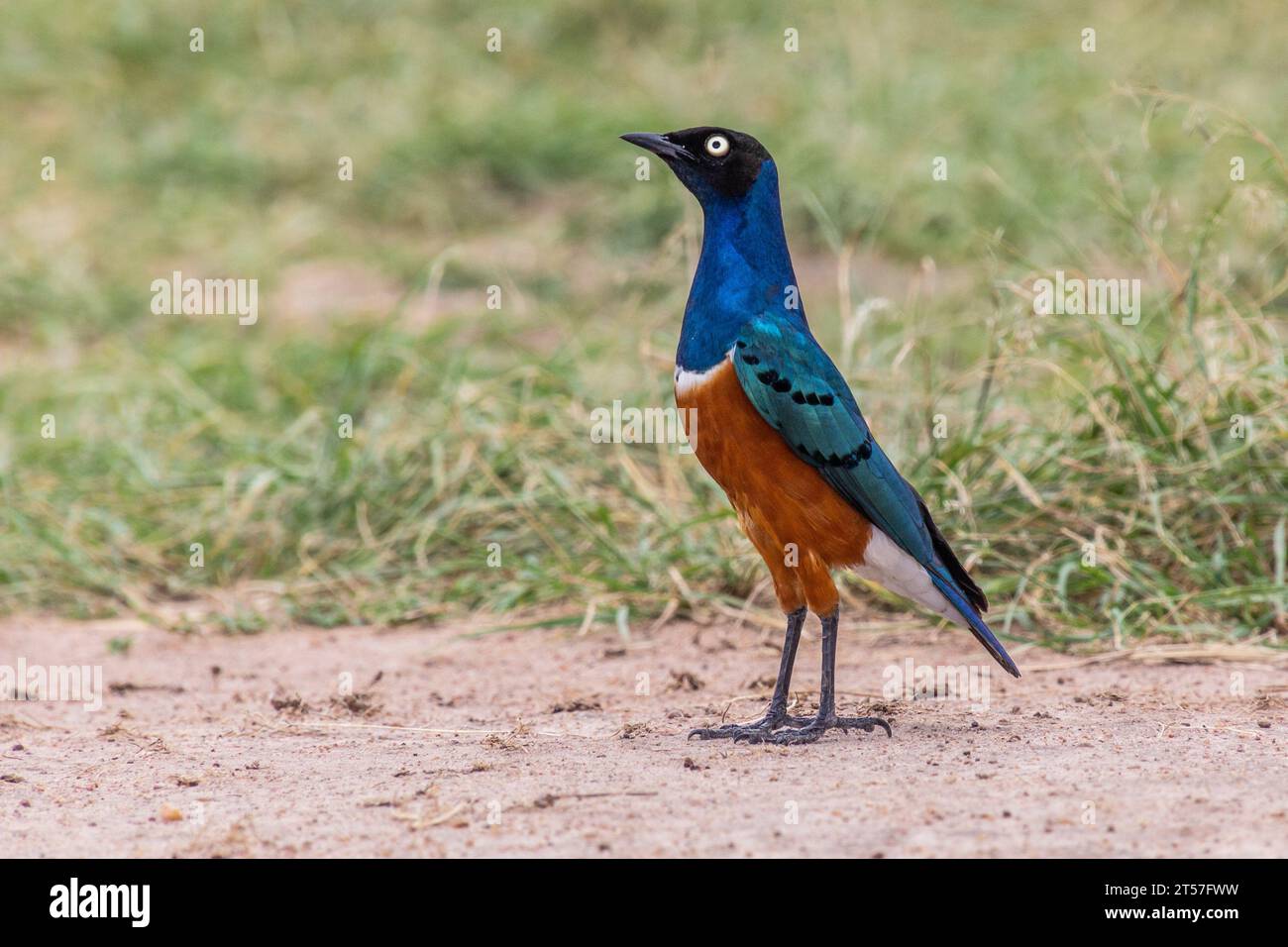 Superb Starling (Lamprotornis superbus) in Masai Mara National Reserve ...
