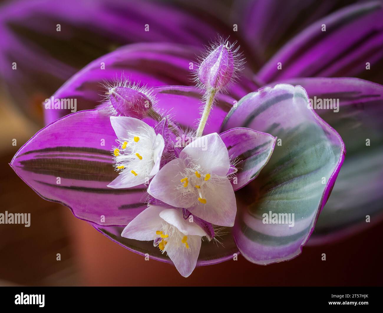 Tradescantia nanouk hi-res stock photography and images - Alamy