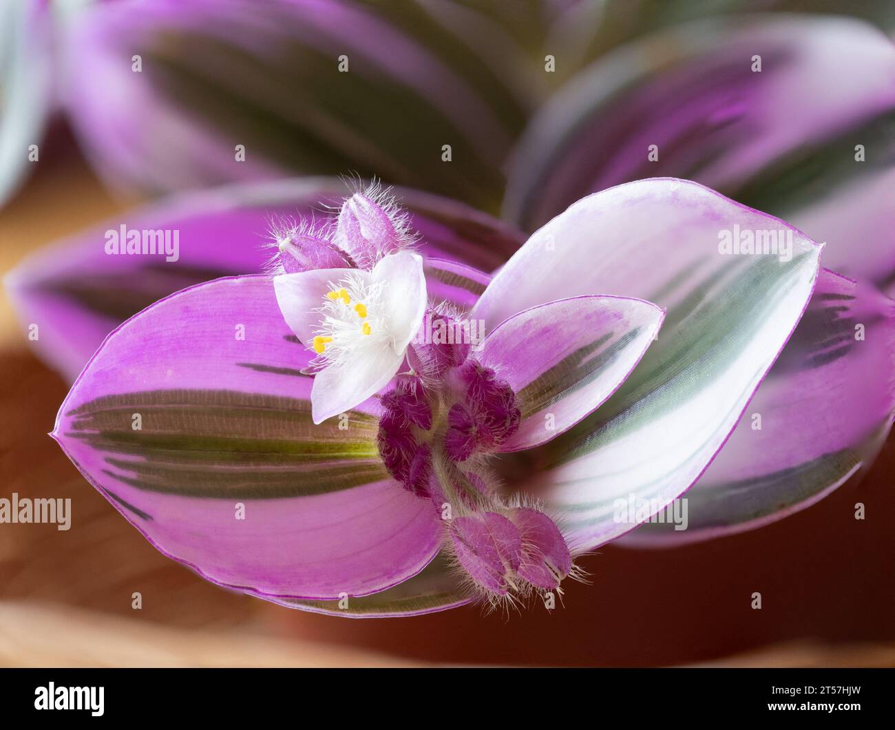 Tradescantia Nanouk Flower head Stock Photo - Alamy