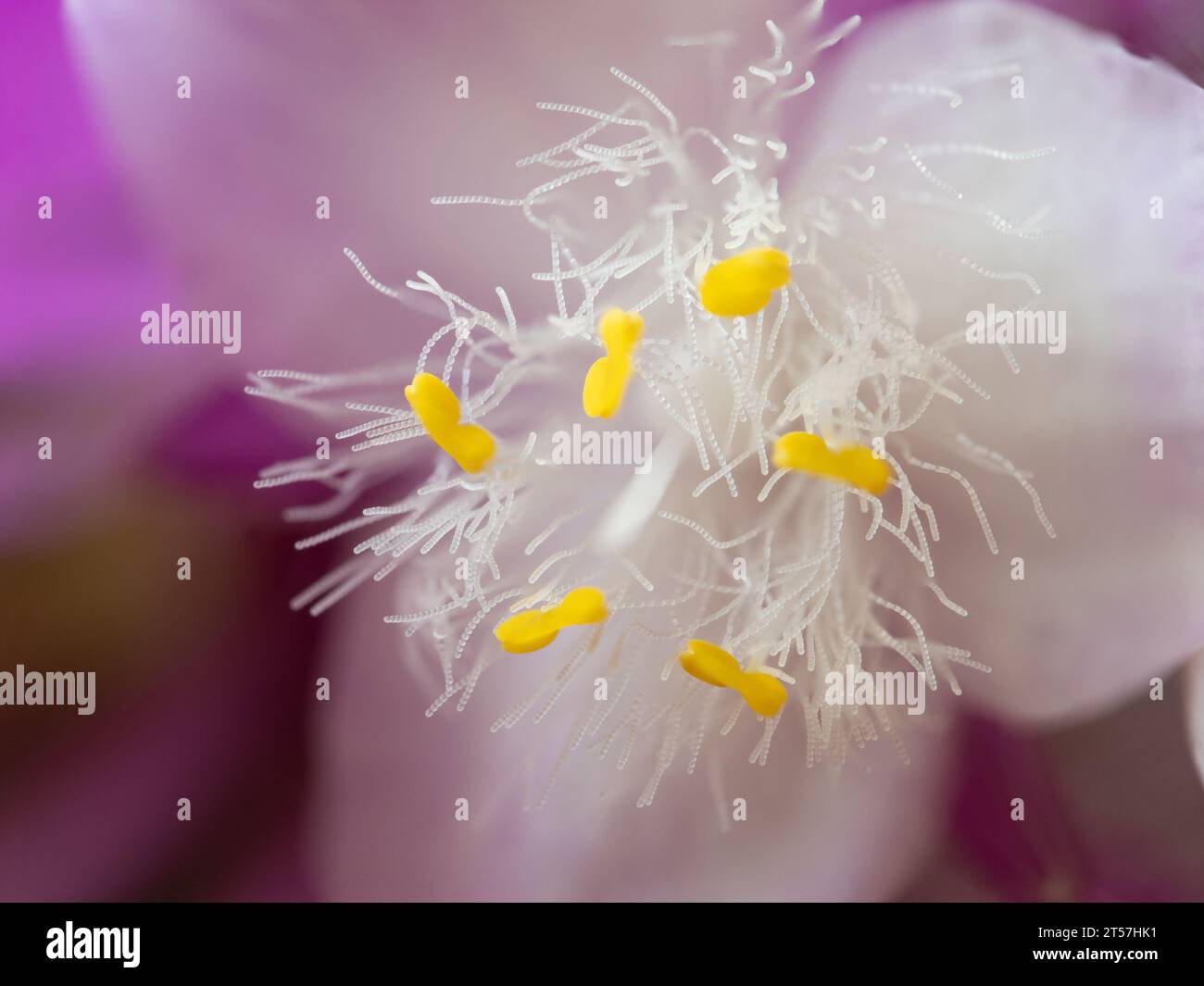Tradescantia Nanouk Flower head Stock Photo - Alamy