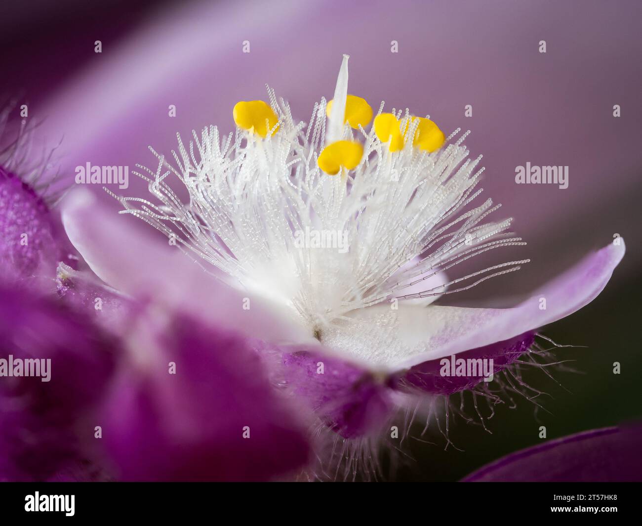 Tradescantia nanouk hi-res stock photography and images - Alamy