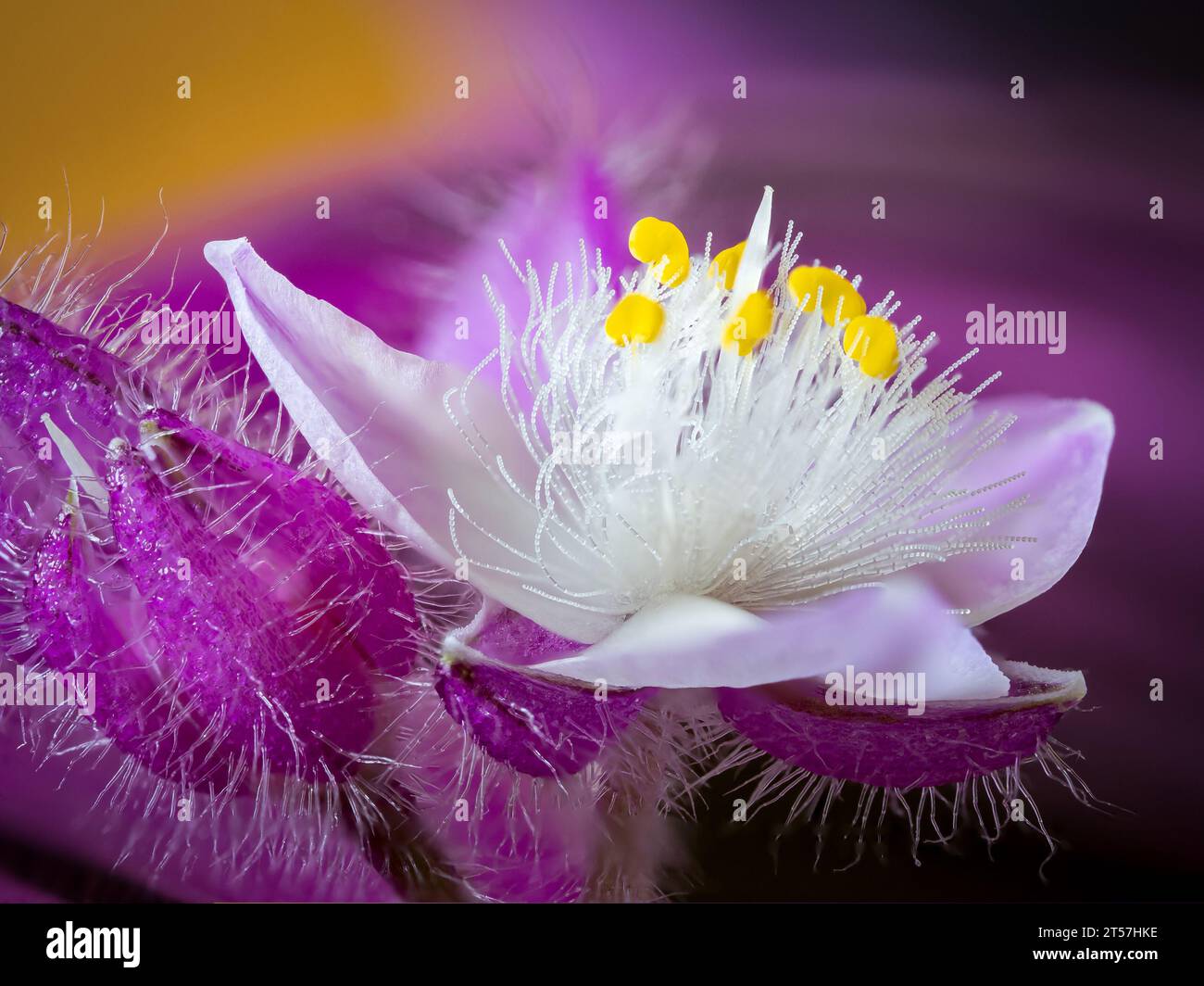 Closeup purple flower tradescantia hi-res stock photography and images ...