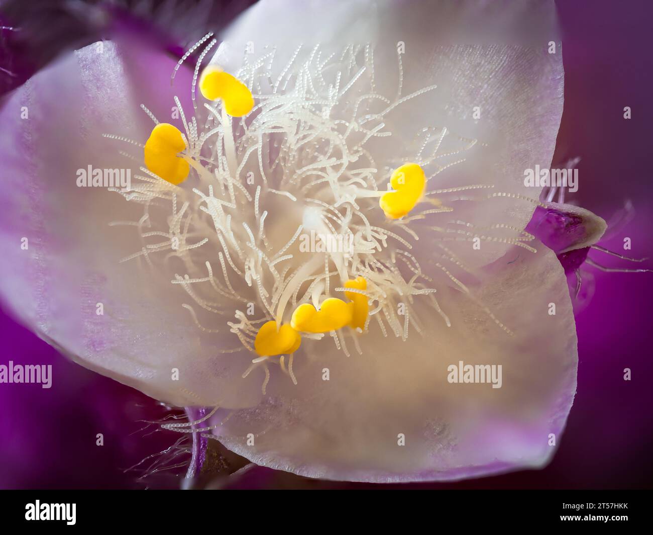 Tradescantia Nanouk Flower head Stock Photo - Alamy
