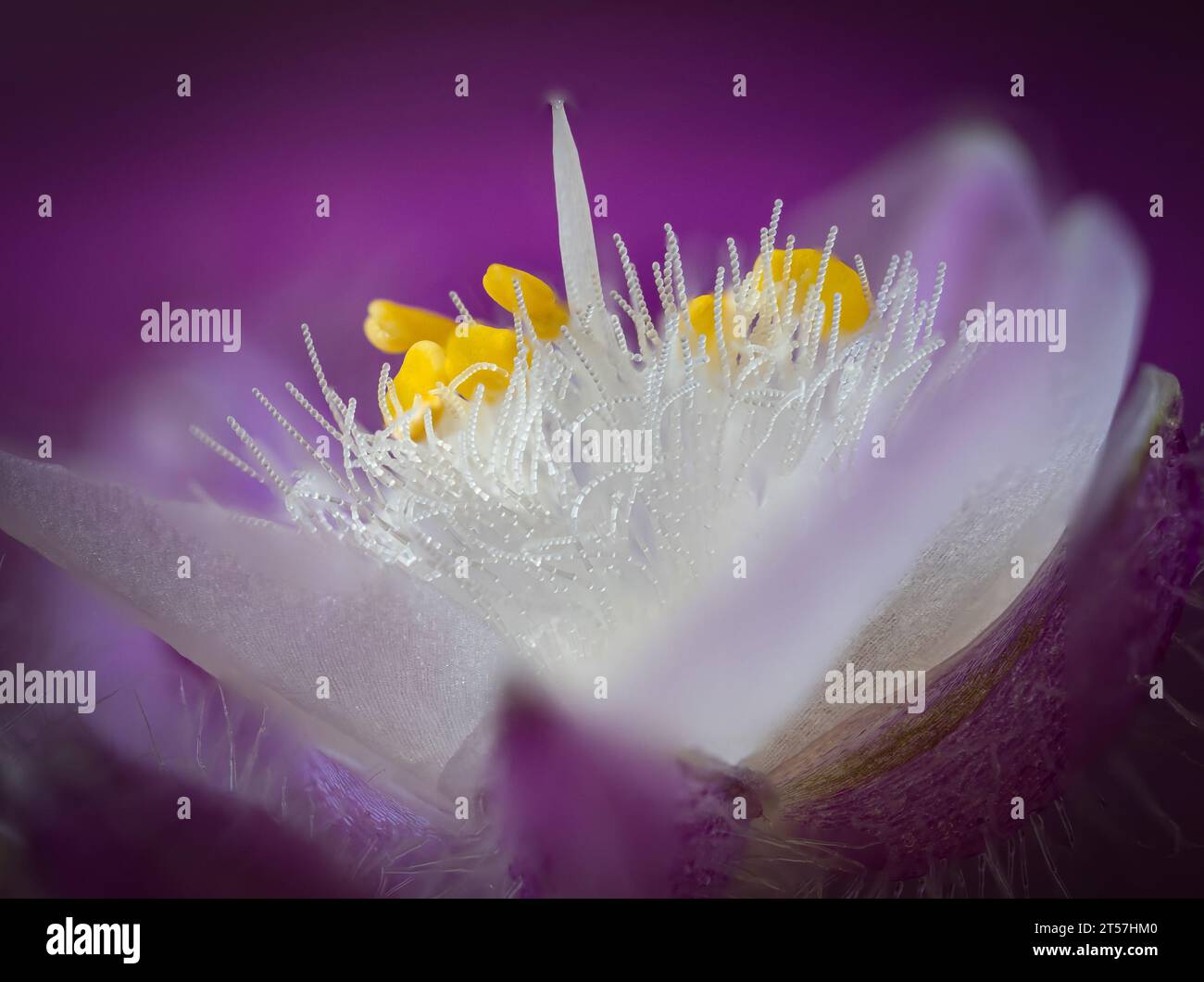 Closeup purple flower tradescantia hi-res stock photography and images ...