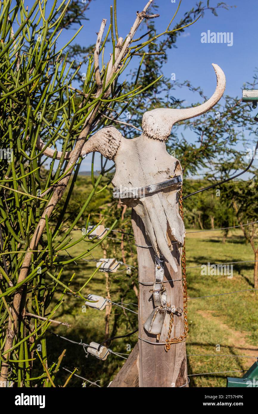 Skull on a fence of a safari camp near Masai Mara National Reserve ...