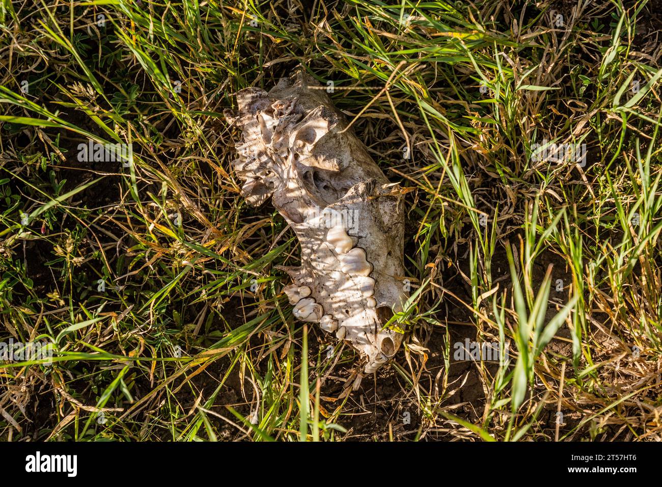 Detail of hyena skull near Masai Mara National Reserve, Kenya Stock ...