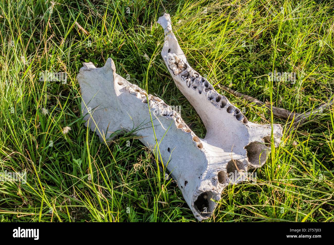 Detail of hippo skull near Masai Mara National Reserve, Kenya Stock ...