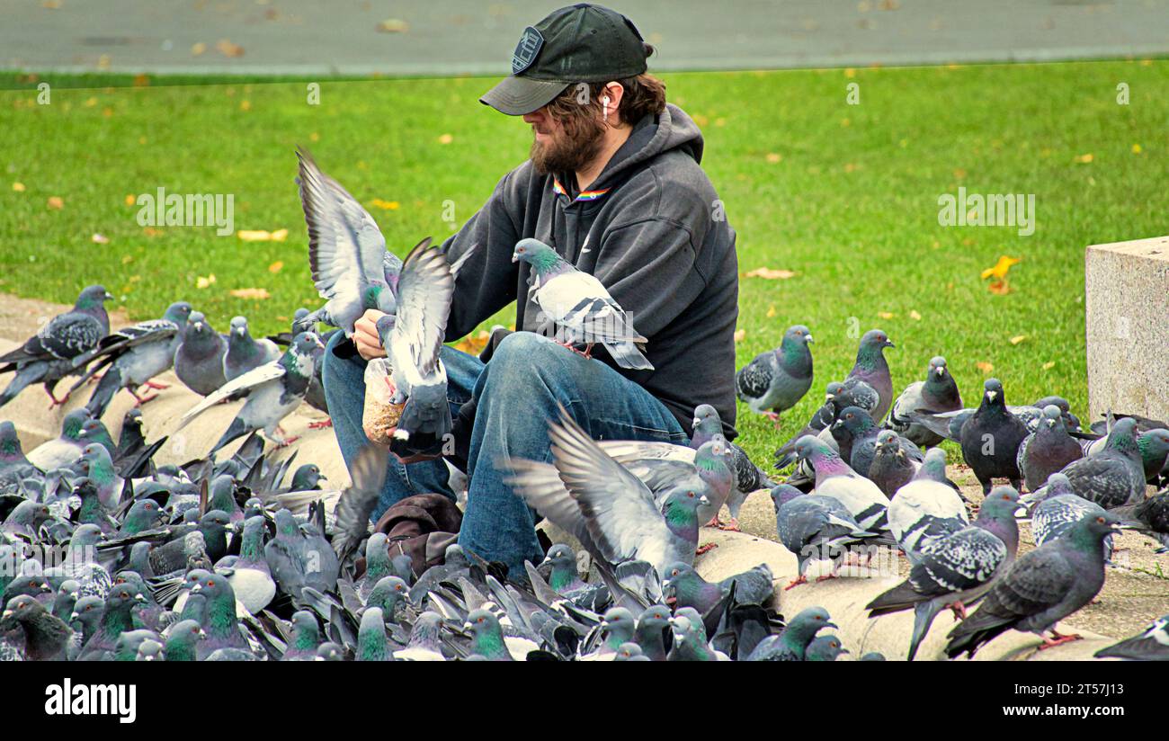 Glasgow, Scotland, UK. 3rd November, 2023. City centre pigeon problem ...