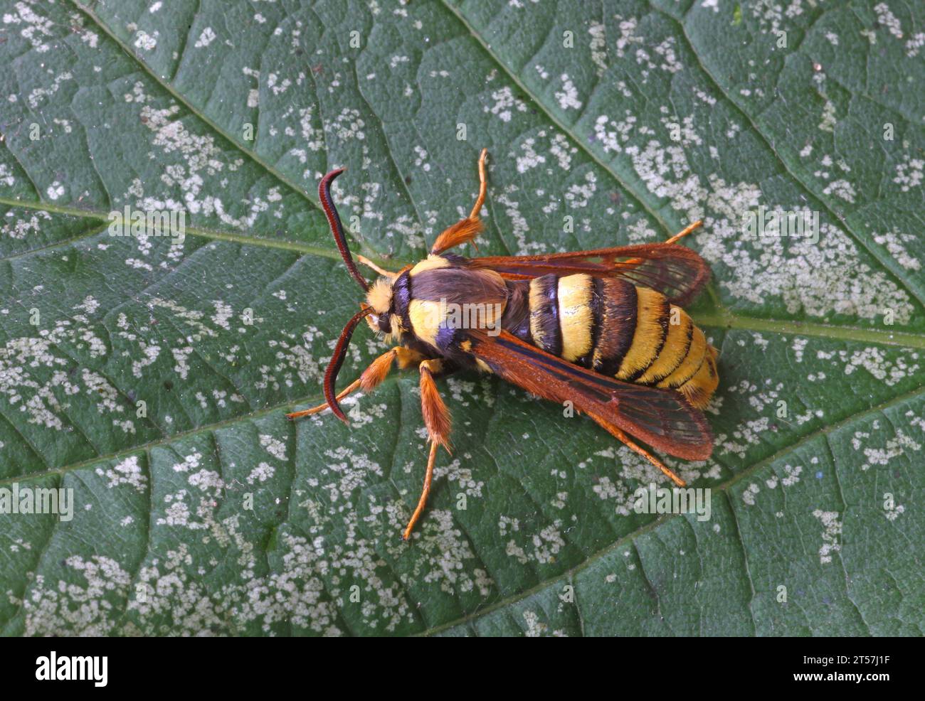 Hornet Clearwing (Sesia apiformis) adult at rest on leaf Norfolk, UK ...