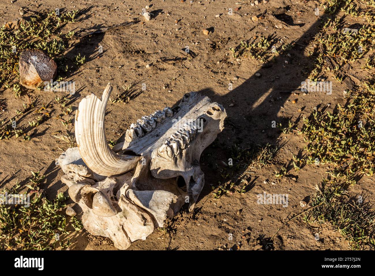 Detail of hippo skull near Masai Mara National Reserve, Kenya Stock ...