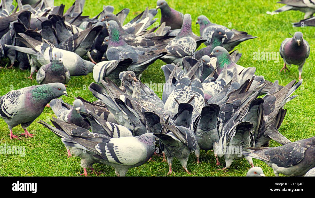 Glasgow, Scotland, UK. 3rd November, 2023. City centre pigeon problem ...