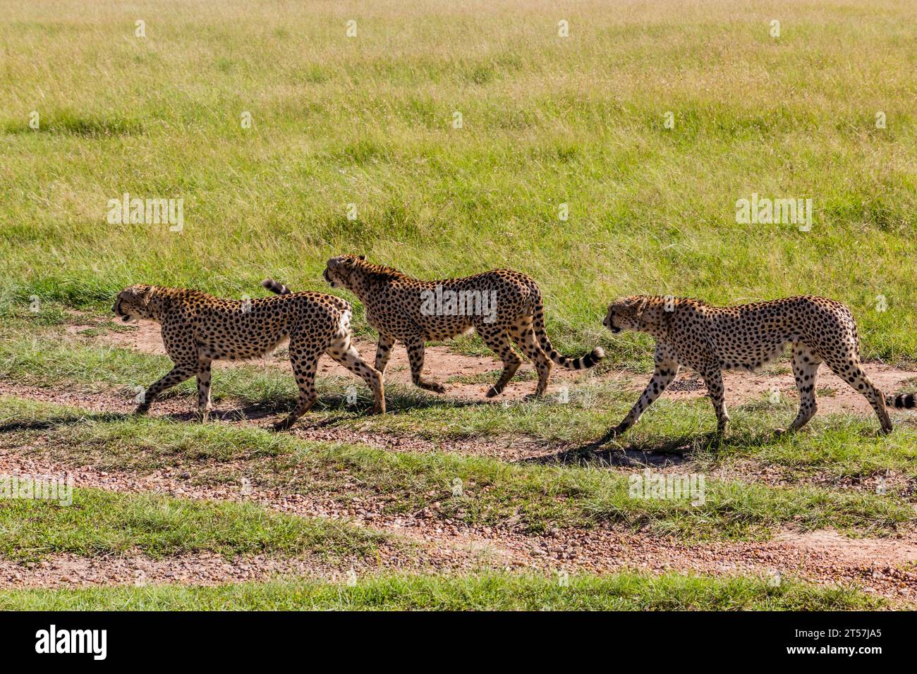 Three Cheetahs in Masai Mara National Reserve, Kenya Stock Photo - Alamy