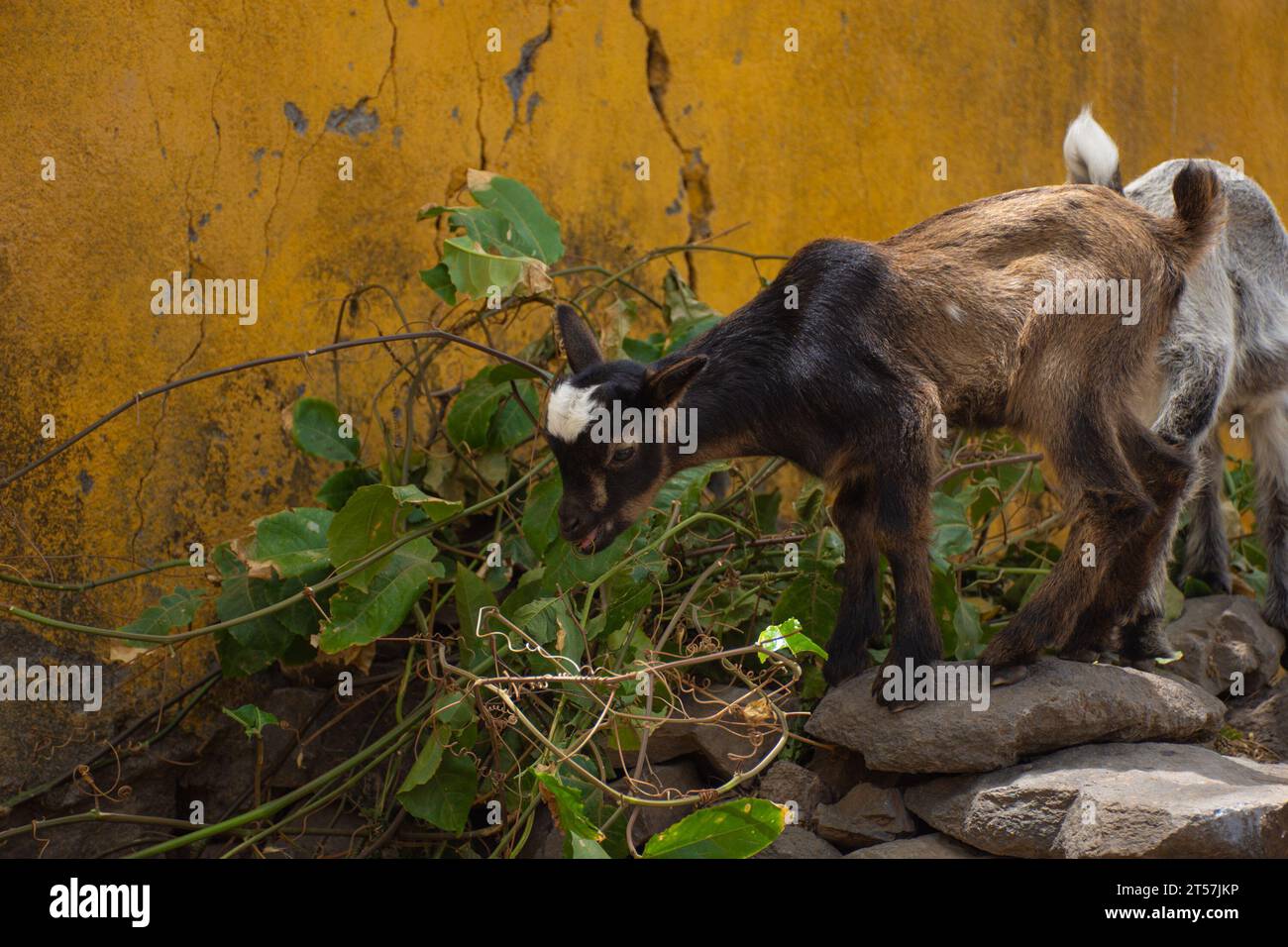 Cape Verde, Santo Antao Island, goats on the road Stock Photo - Alamy