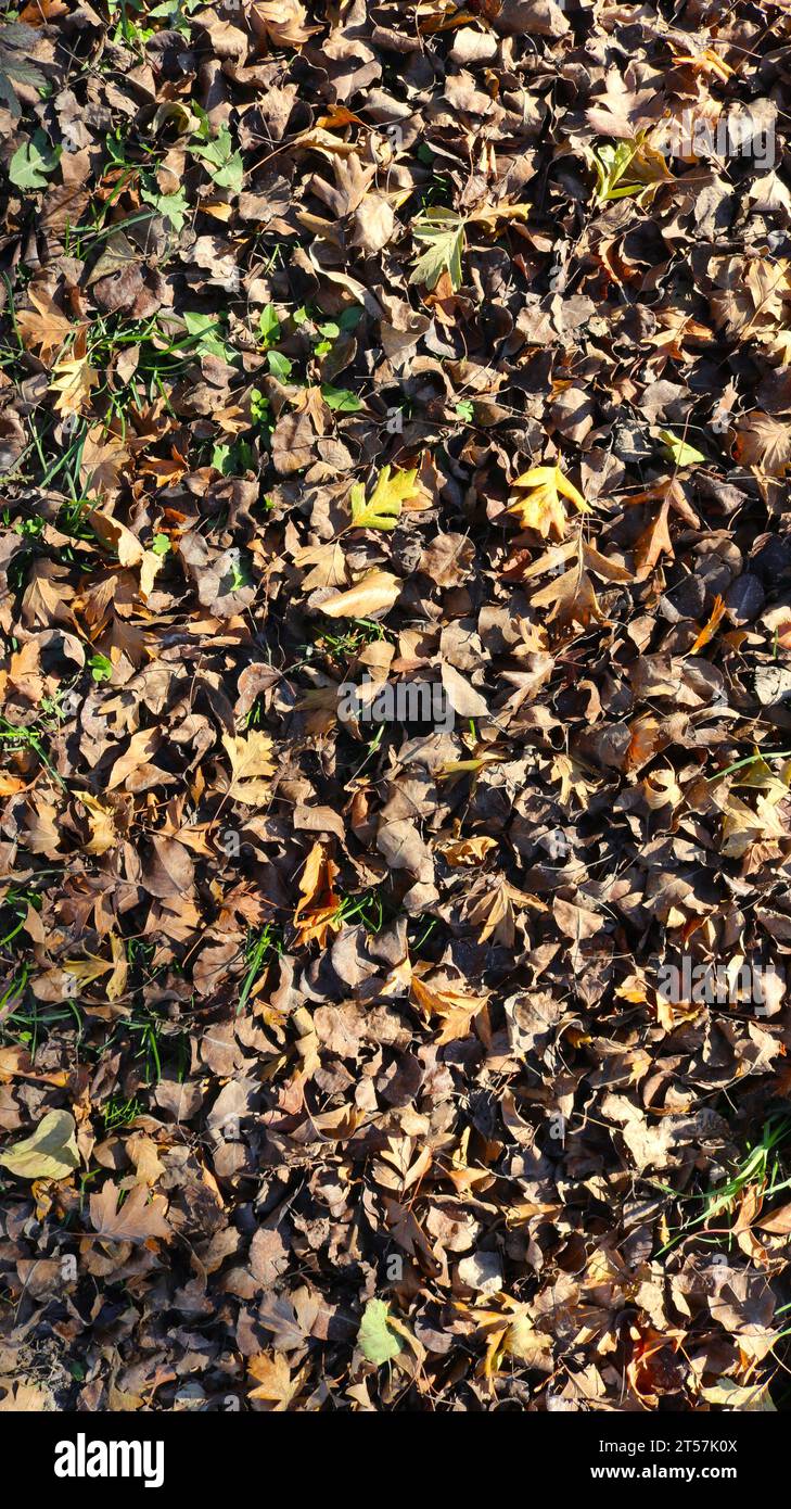 vertical image of a lawn strewn with withered rustling autumn leaves ...