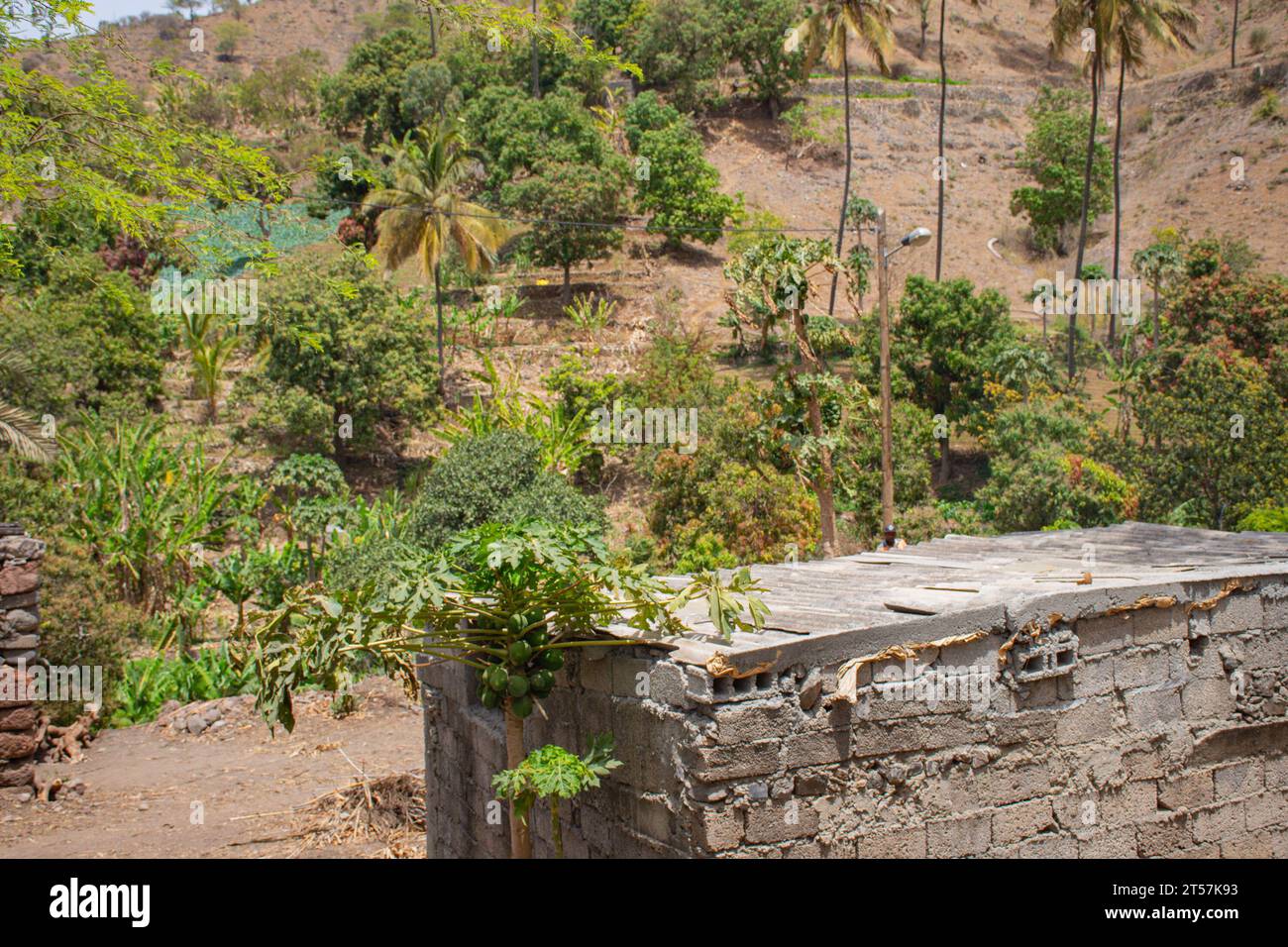 papaya palm trees and shrubs in a mountain valley on Santiago, Cape ...