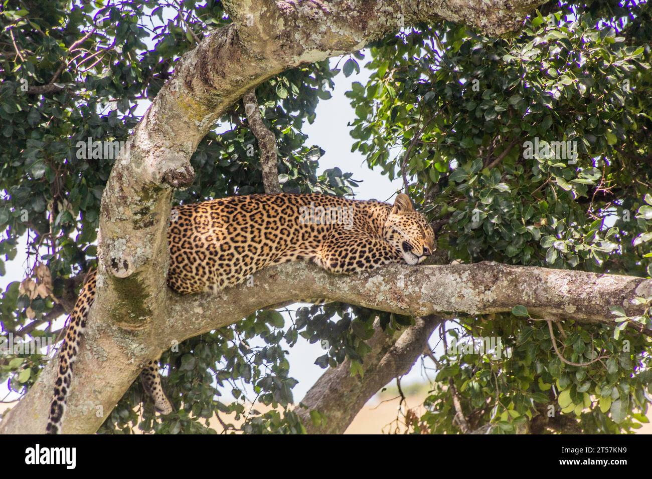 African leopard resting masai mara hi-res stock photography and images ...
