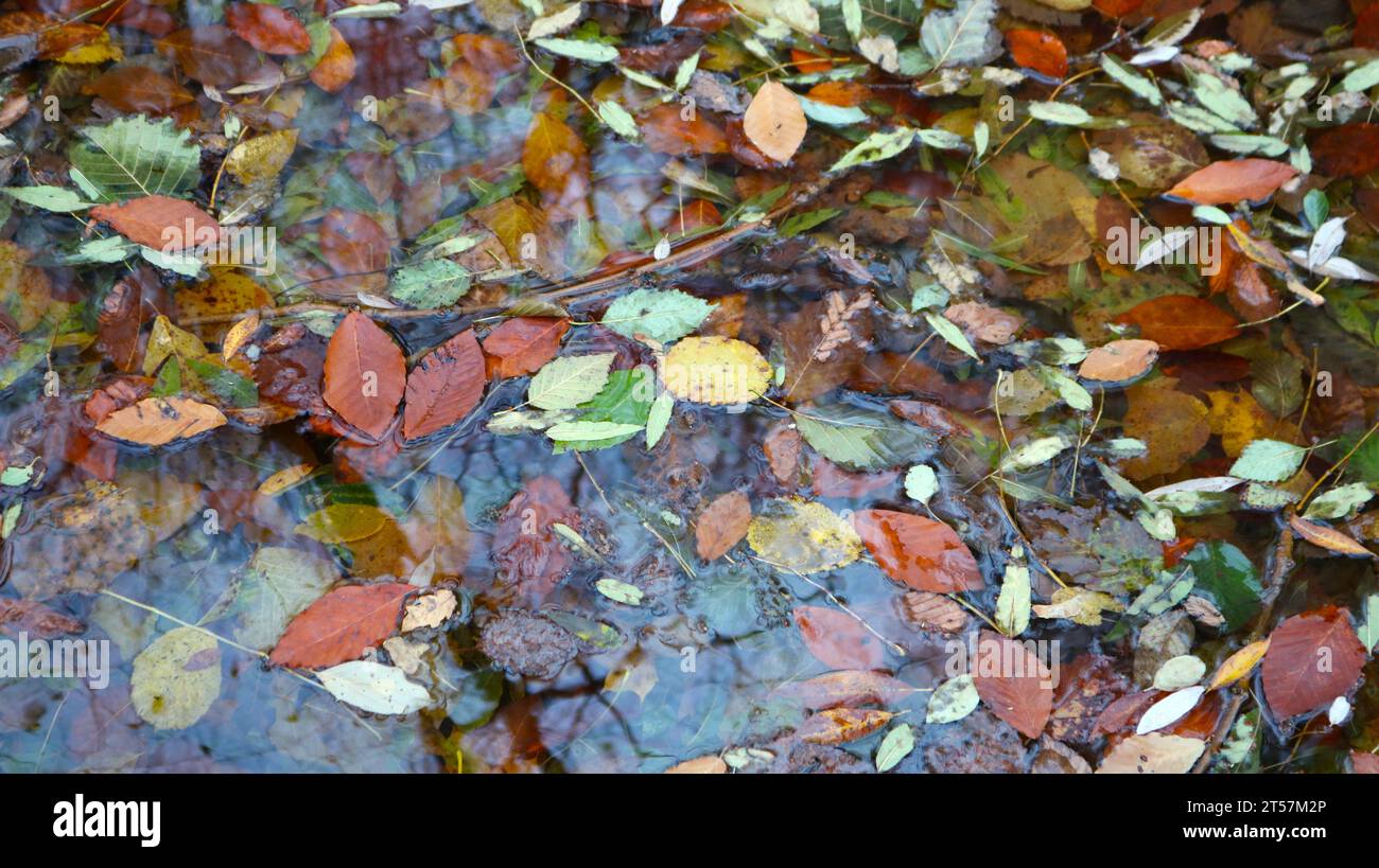 multi-colored beautiful bright fallen leaves in clean transparent water ...