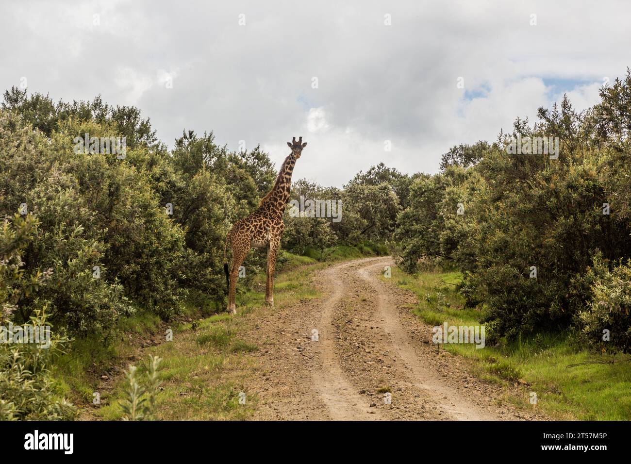 Giraffe in the Hell's Gate National Park, Kenya Stock Photo - Alamy