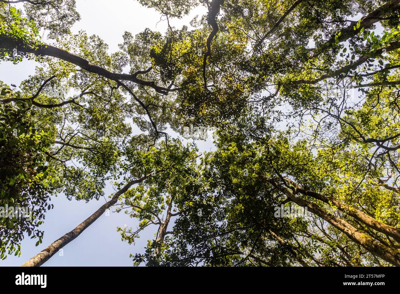 Trees in Kakamega Forest Reserve, Kenya Stock Photo - Alamy