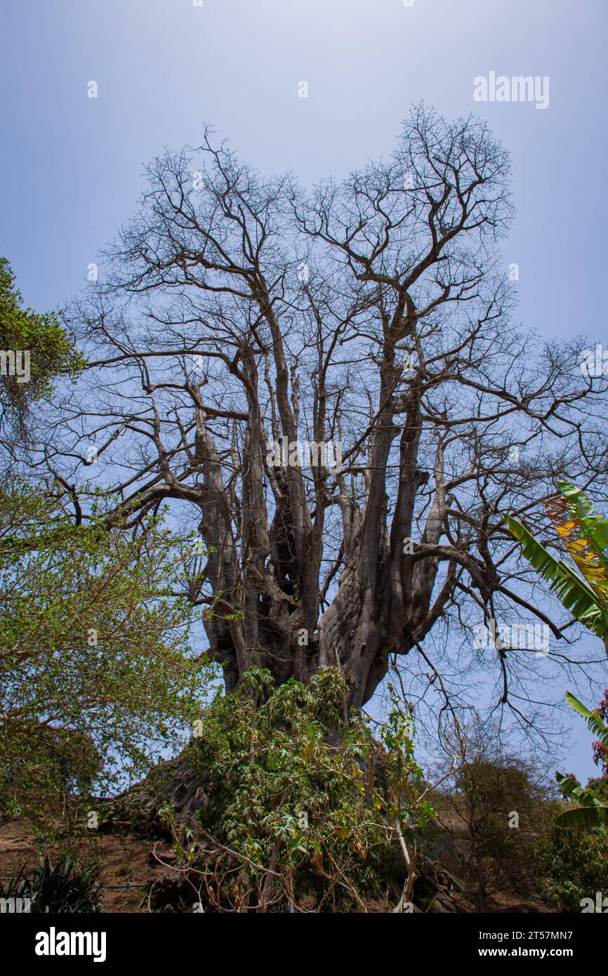 Trunk and buttress roots of 25 meter high kapok (Ceiba pentandra ...