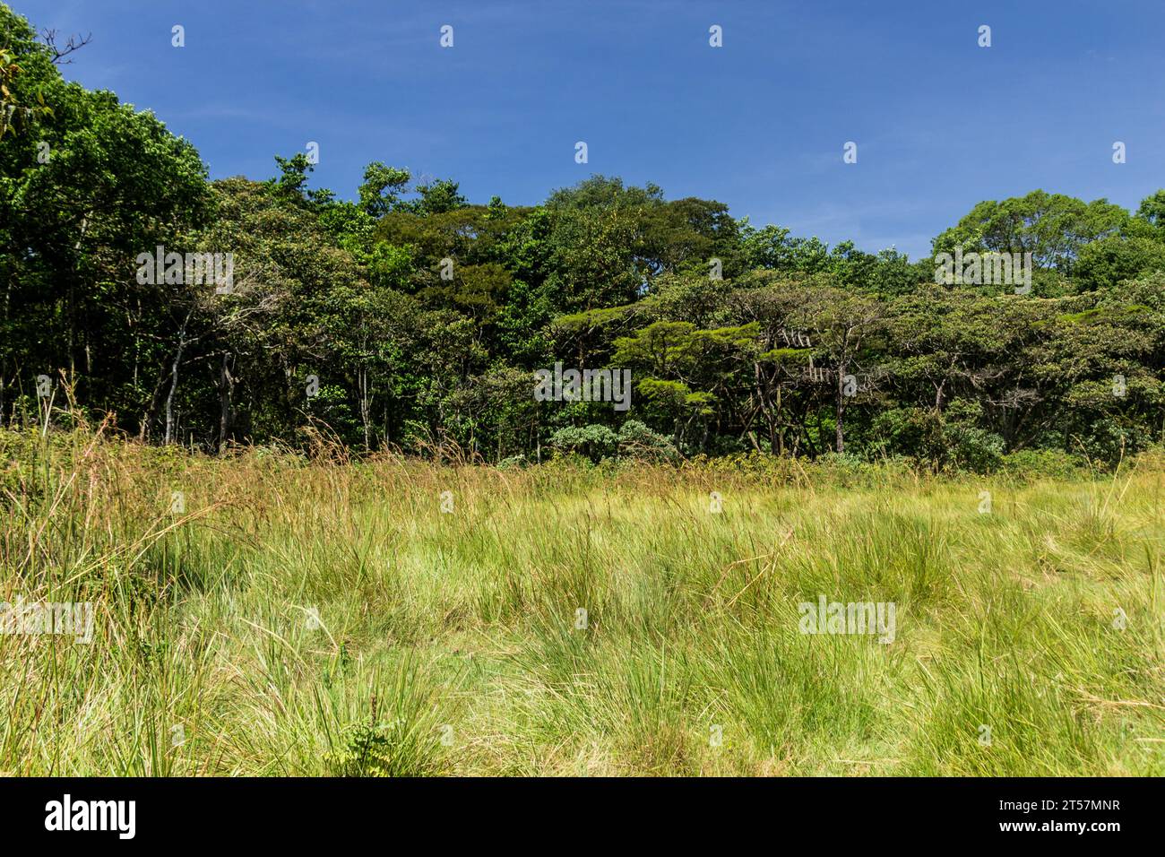 Forest vegetation kenya hi-res stock photography and images - Alamy
