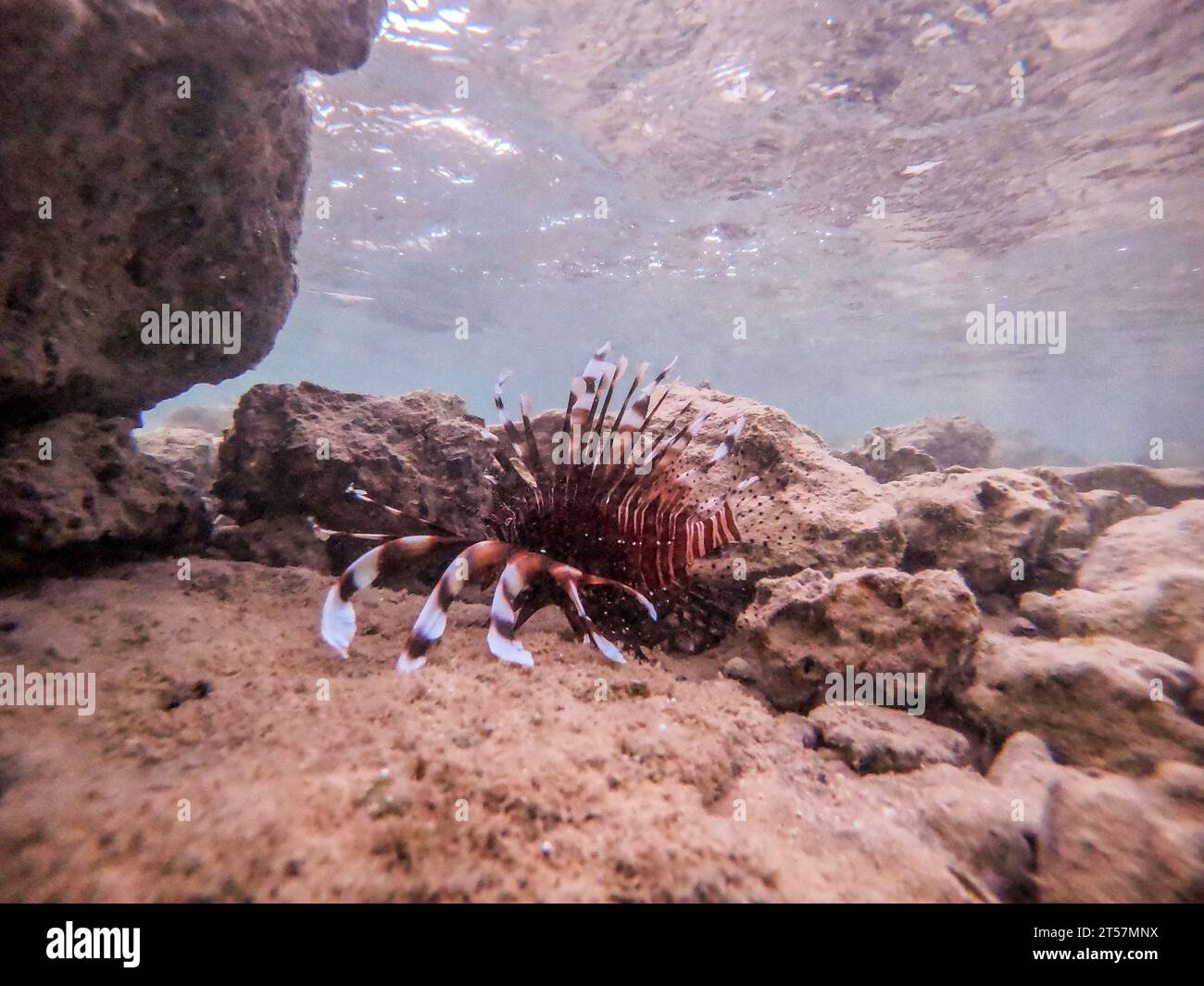 Exotic tropical Devil firefish or common lionfish known as Pterois ...